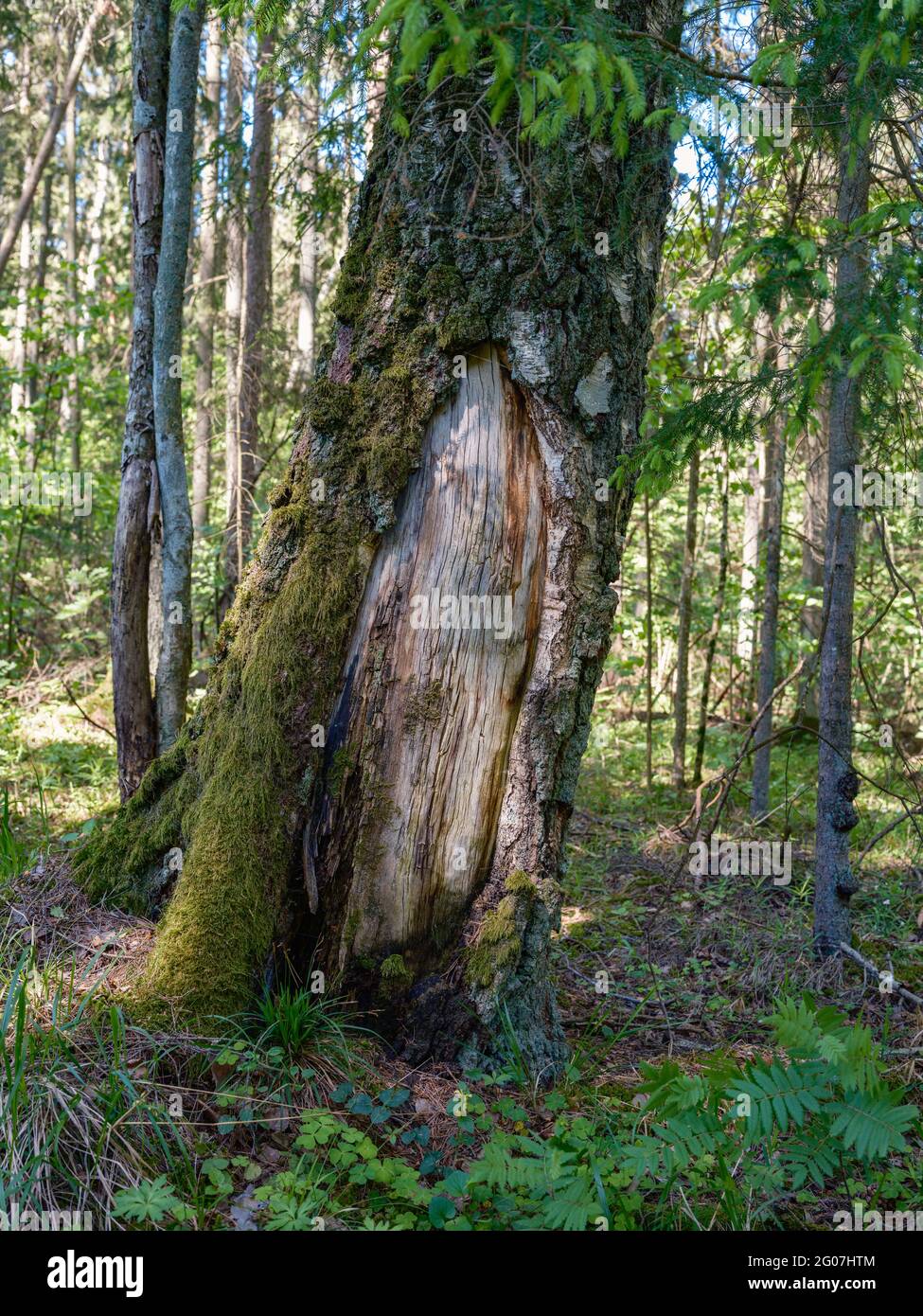 old fallen tree trunk stomp in wild forest with dry roots in the air ...