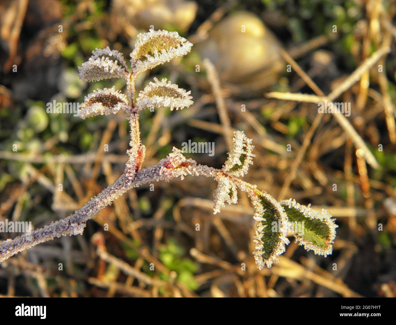 Frosty plants in early morning. Fresh winter air. Cold season. First ...