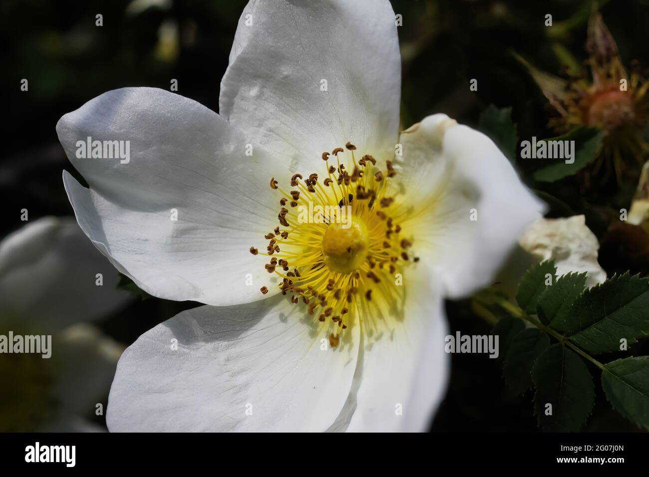 Cherokee rose hi-res stock photography and images - Alamy