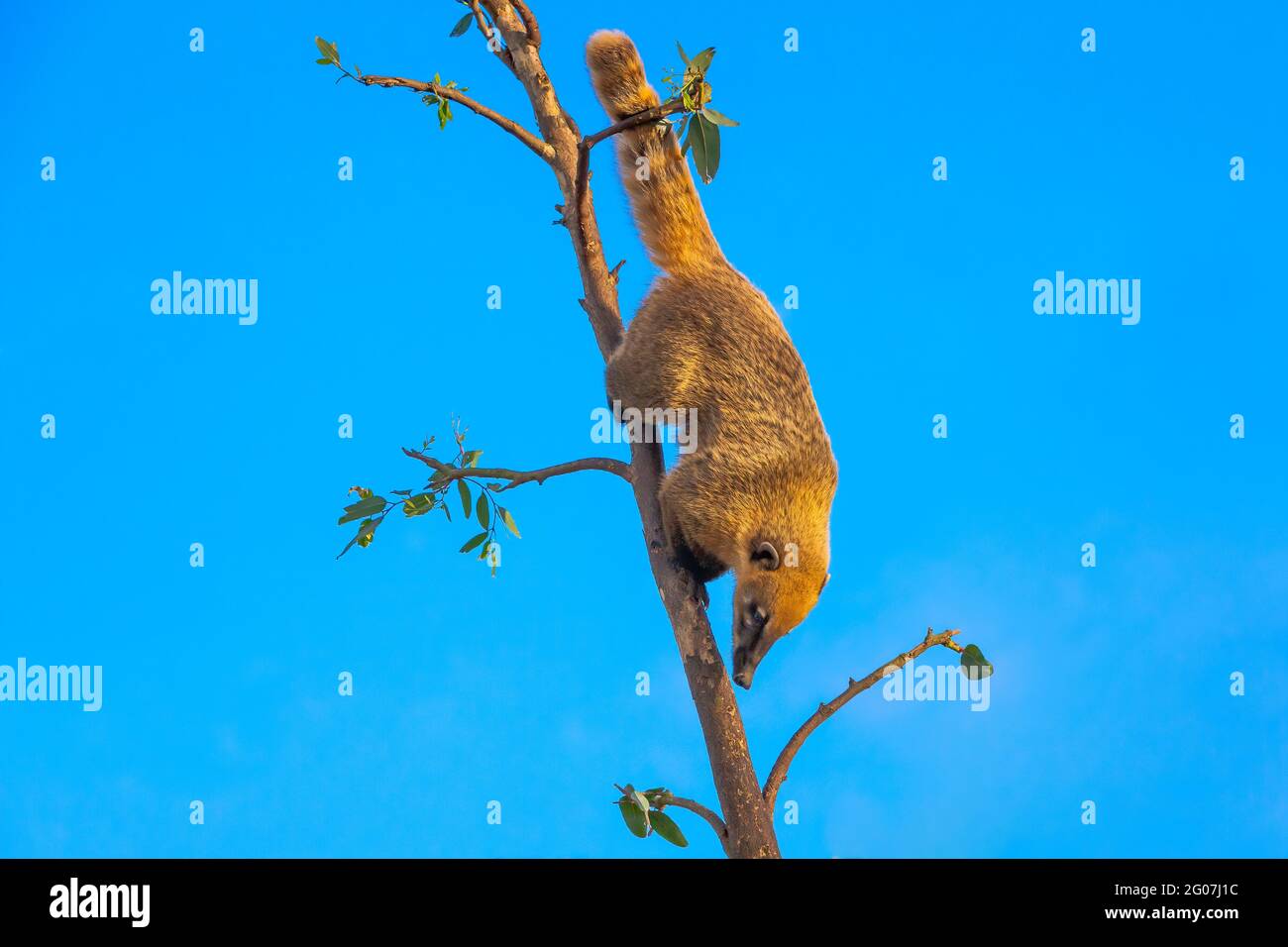 Brown nosed Coati (Nasua nasua) Climbing a Tree 31/12/2015 Stock Photo ...