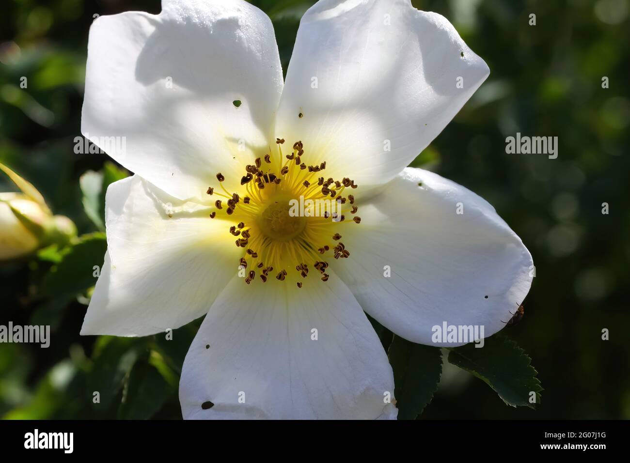 Macro closeup of cherokee rose (rosa laevigata) with white petals and ...