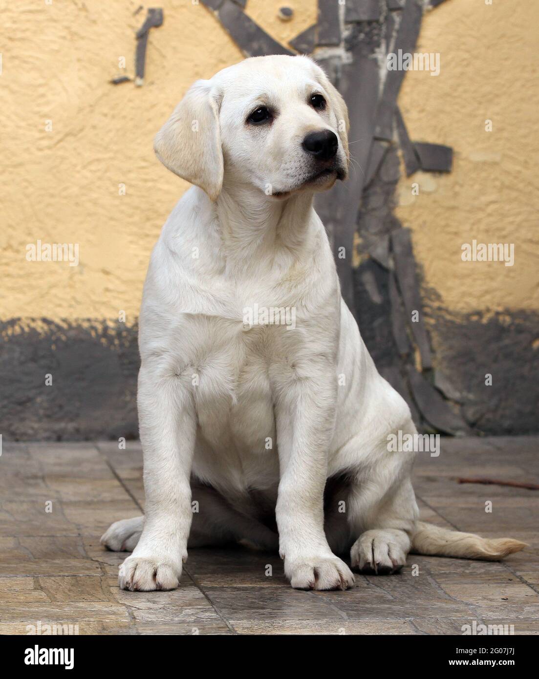 nice yellow labrador puppy portrait close up Stock Photo - Alamy