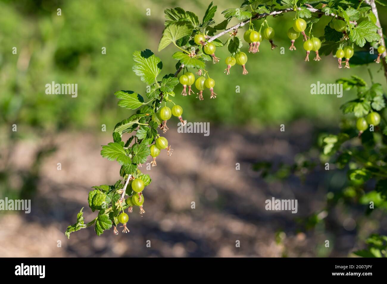 Unripe green gooseberries growing on bush in the garden, farm or ...