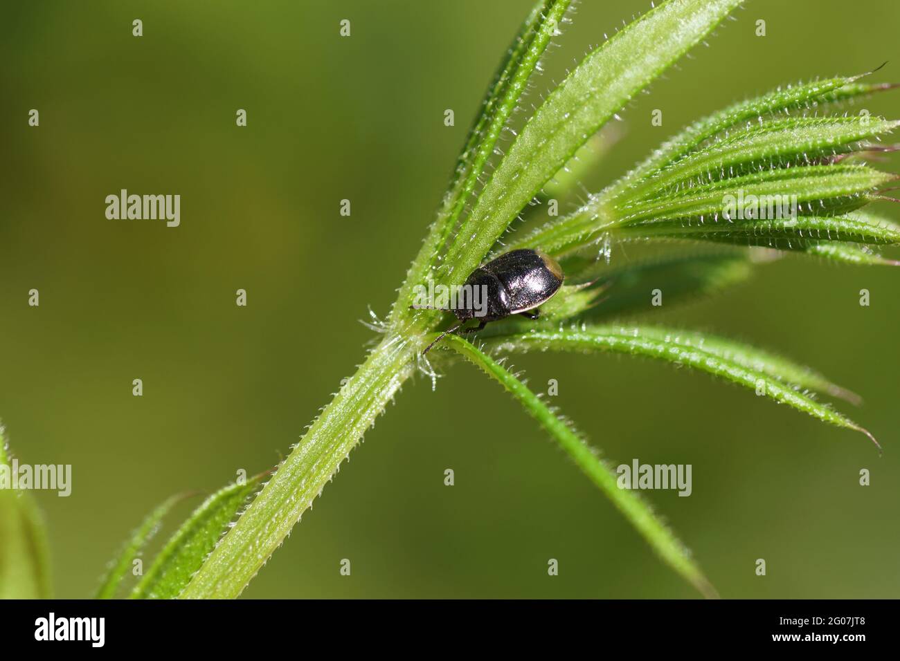 Small black bugs hi-res stock photography and images - Alamy