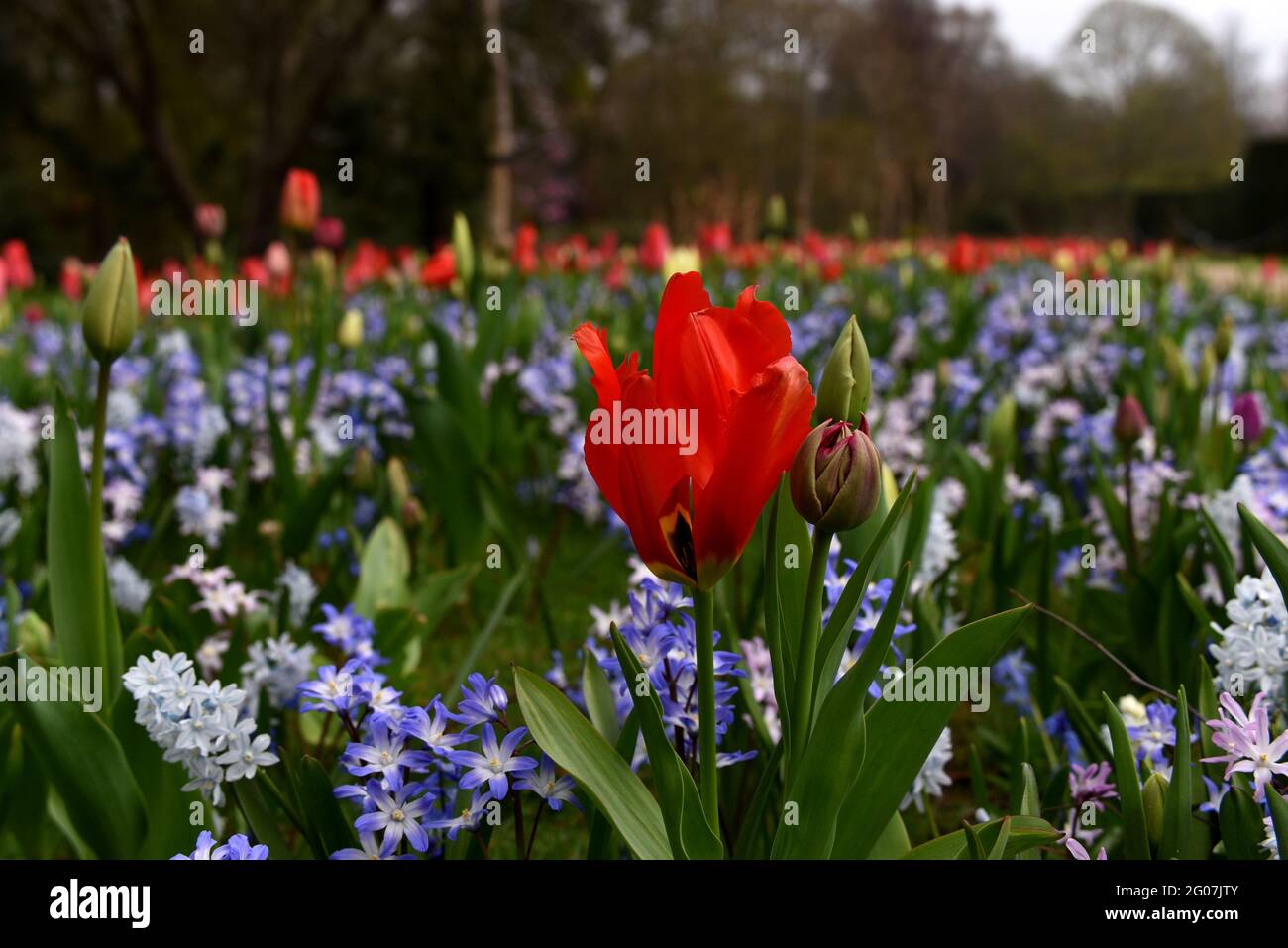A single tulip stands out clearly in a bed of flowers on a clear day in ...