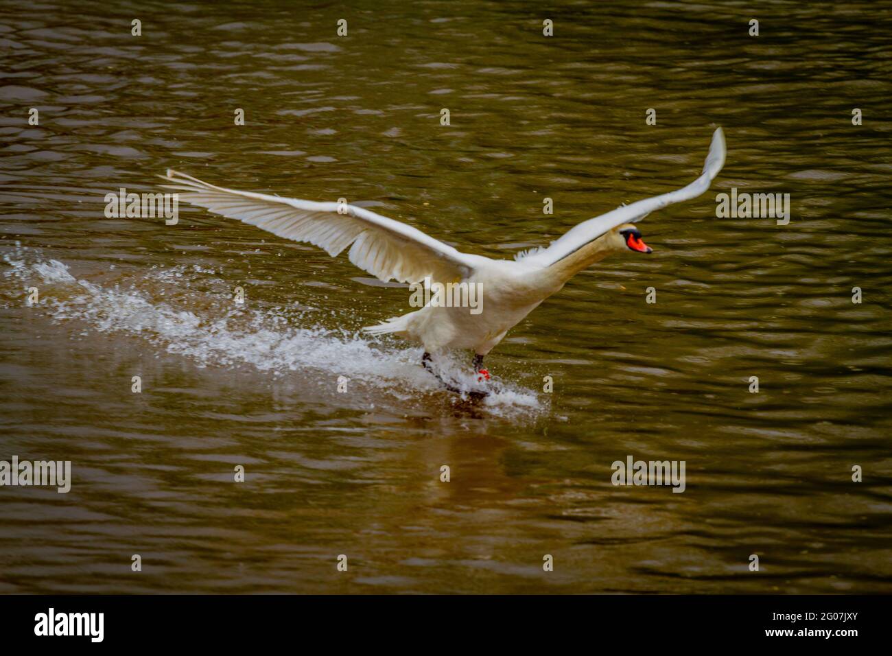 River severn wildlife hi-res stock photography and images - Alamy