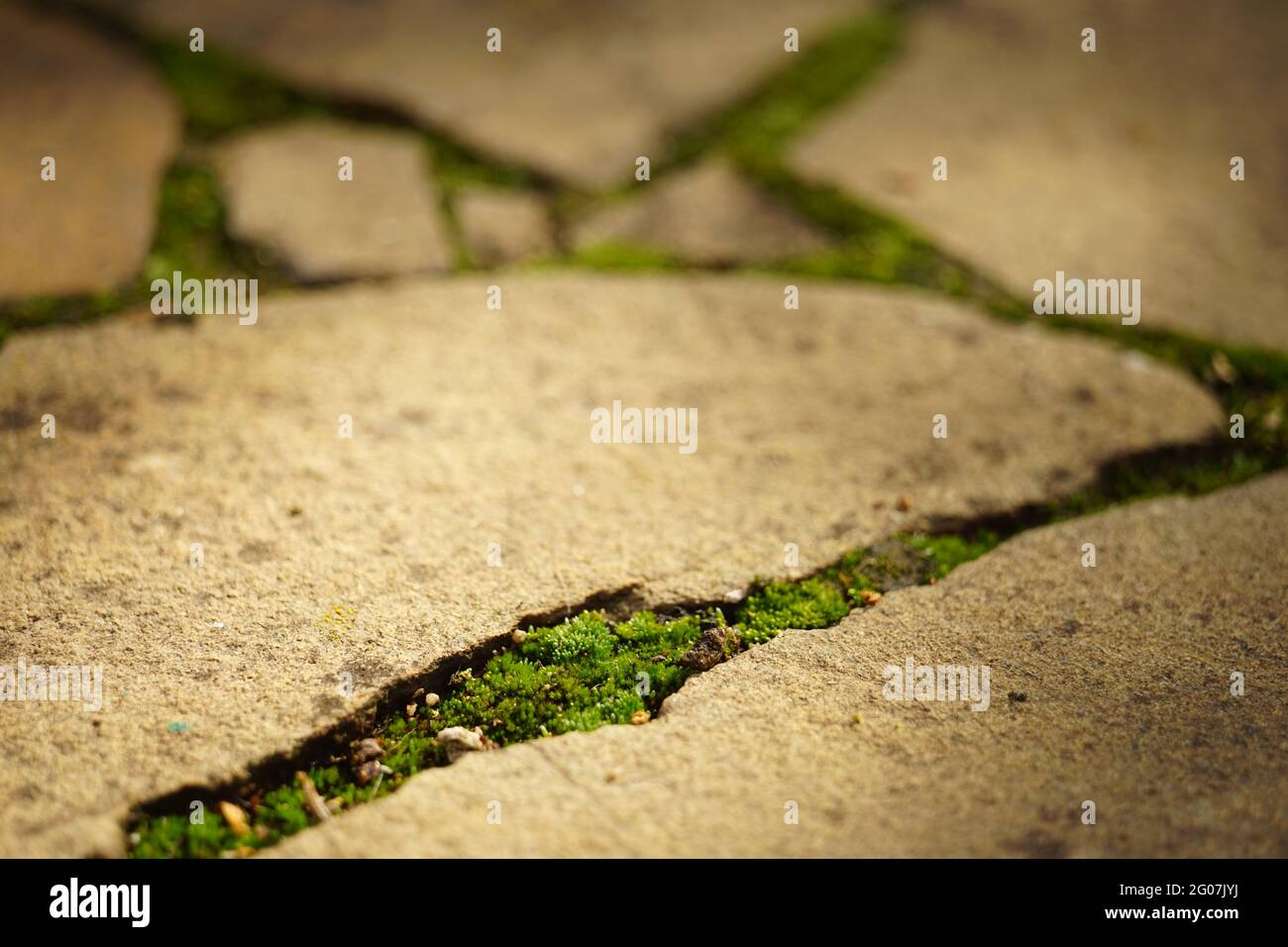 Old mosaic stone road with green moss in the seams. Sunny sidewalk ...