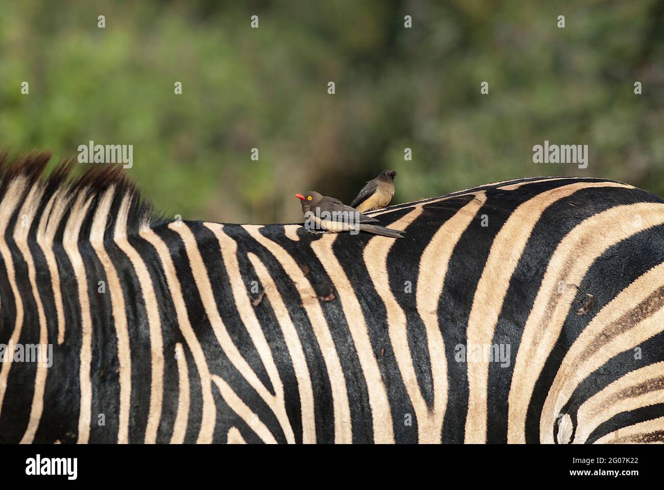 Cape Zebra in Savannah environment, Kruger National Park, South Africa ...