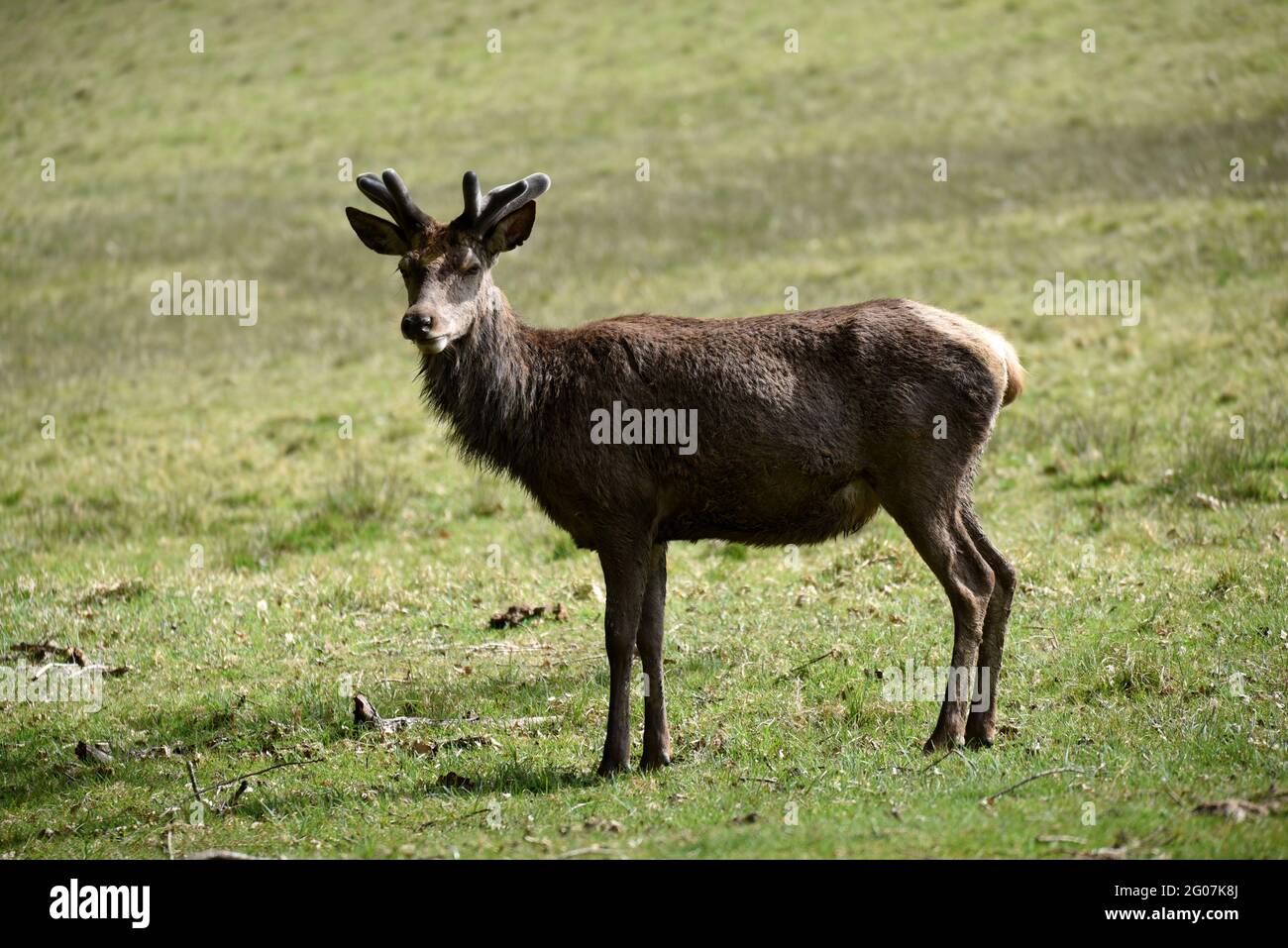 Windsor great park spring deer hi-res stock photography and images - Alamy