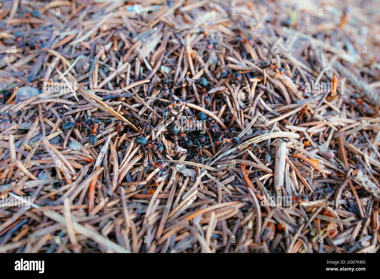 Carpenter ant nest hi-res stock photography and images - Alamy