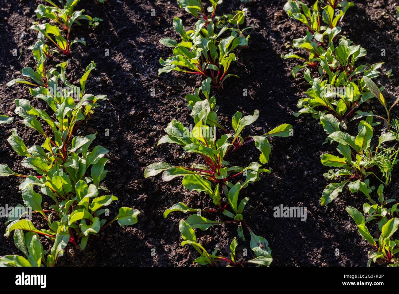 Growing rows fresh beet sprouts hi-res stock photography and images - Alamy
