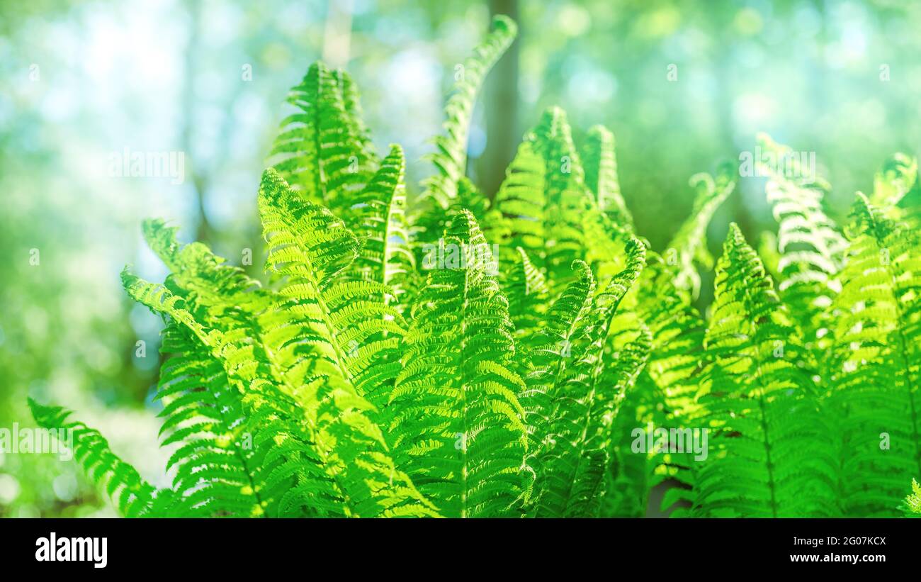 Bright green fern leaves with selective focus against green forest ...