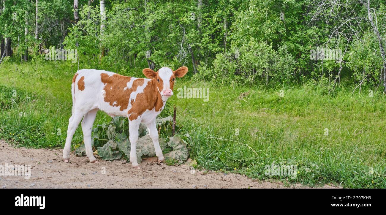 Full length portrait of cute brown and white bull calf looking at ...
