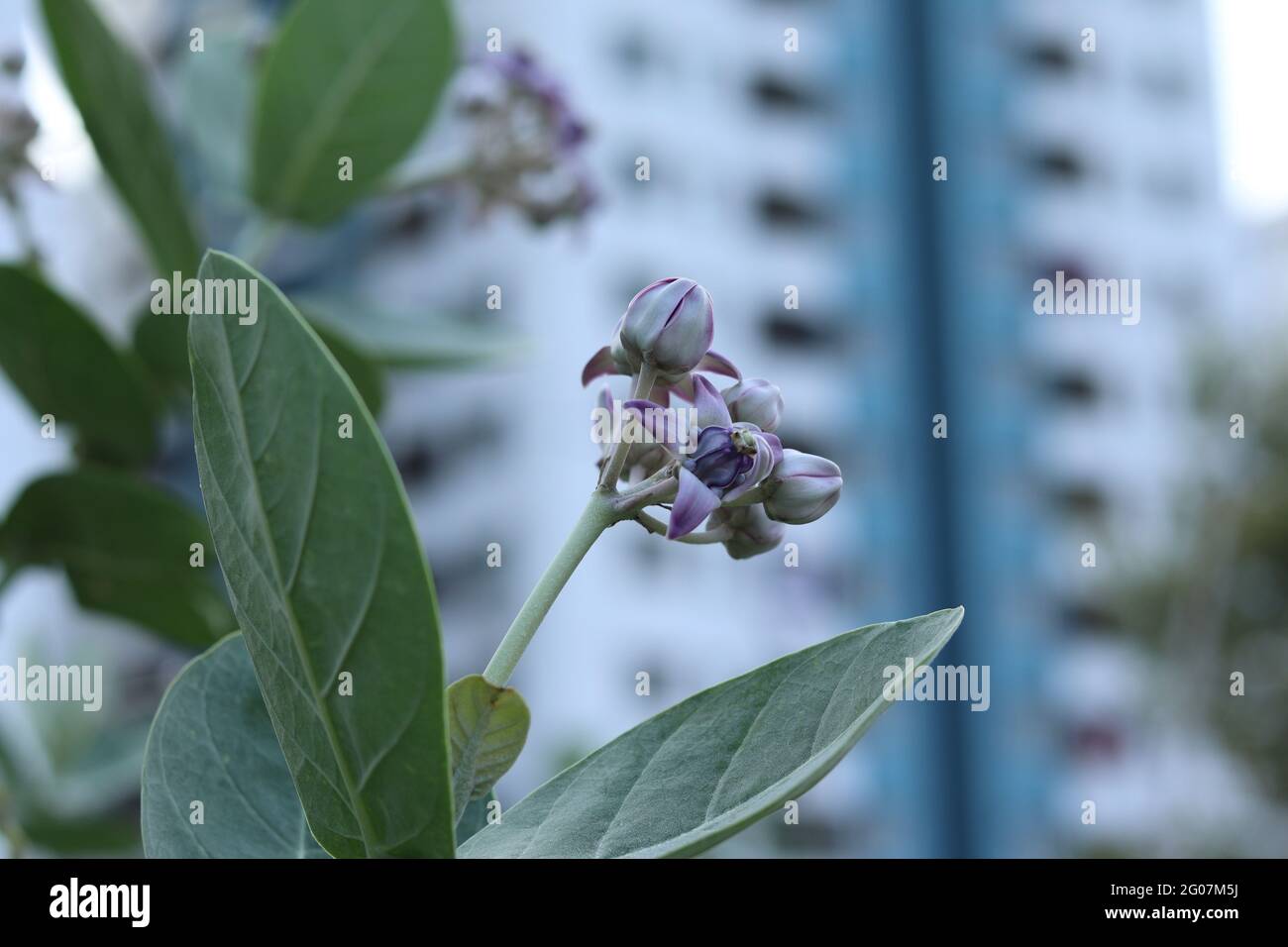 Unique leaves hi-res stock photography and images - Alamy