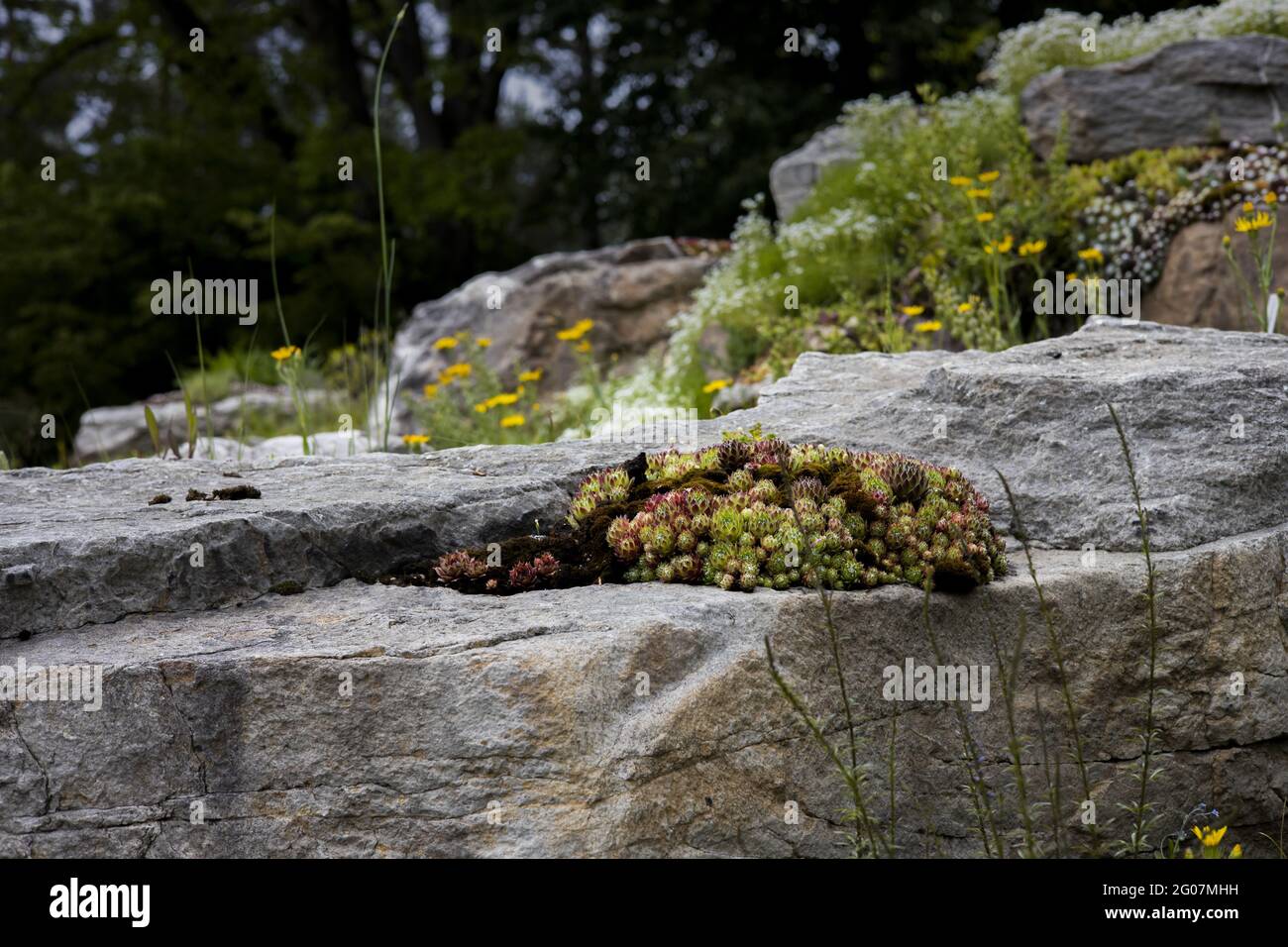 Closeup shot of a rock formation with moss and fungus Stock Photo - Alamy