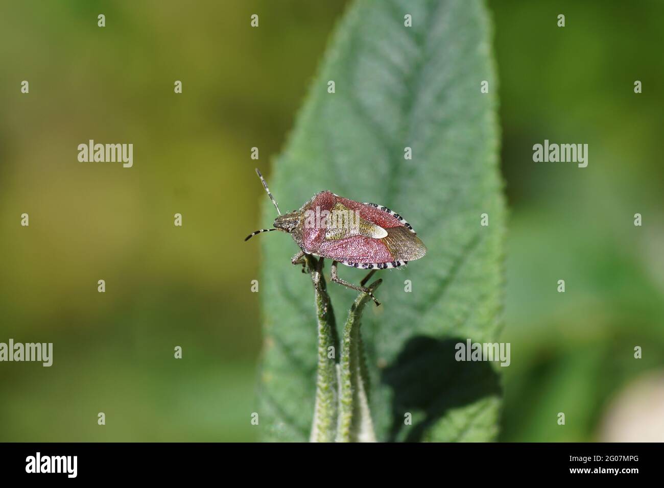 Sloe bug (Dolycoris baccarum), family Pentatomidae on leaves of a ...