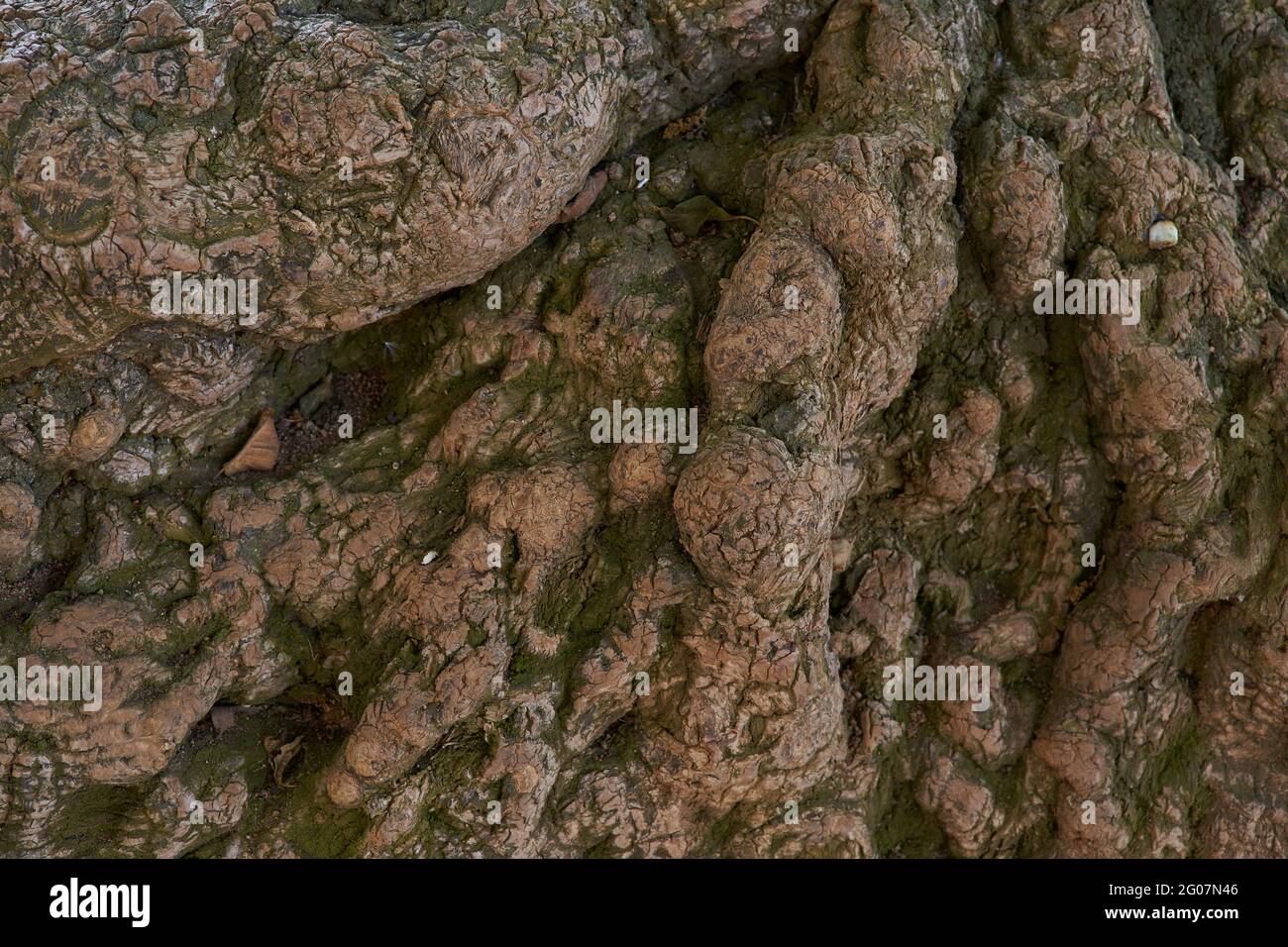 Texture of rough brown tree roots Stock Photo - Alamy