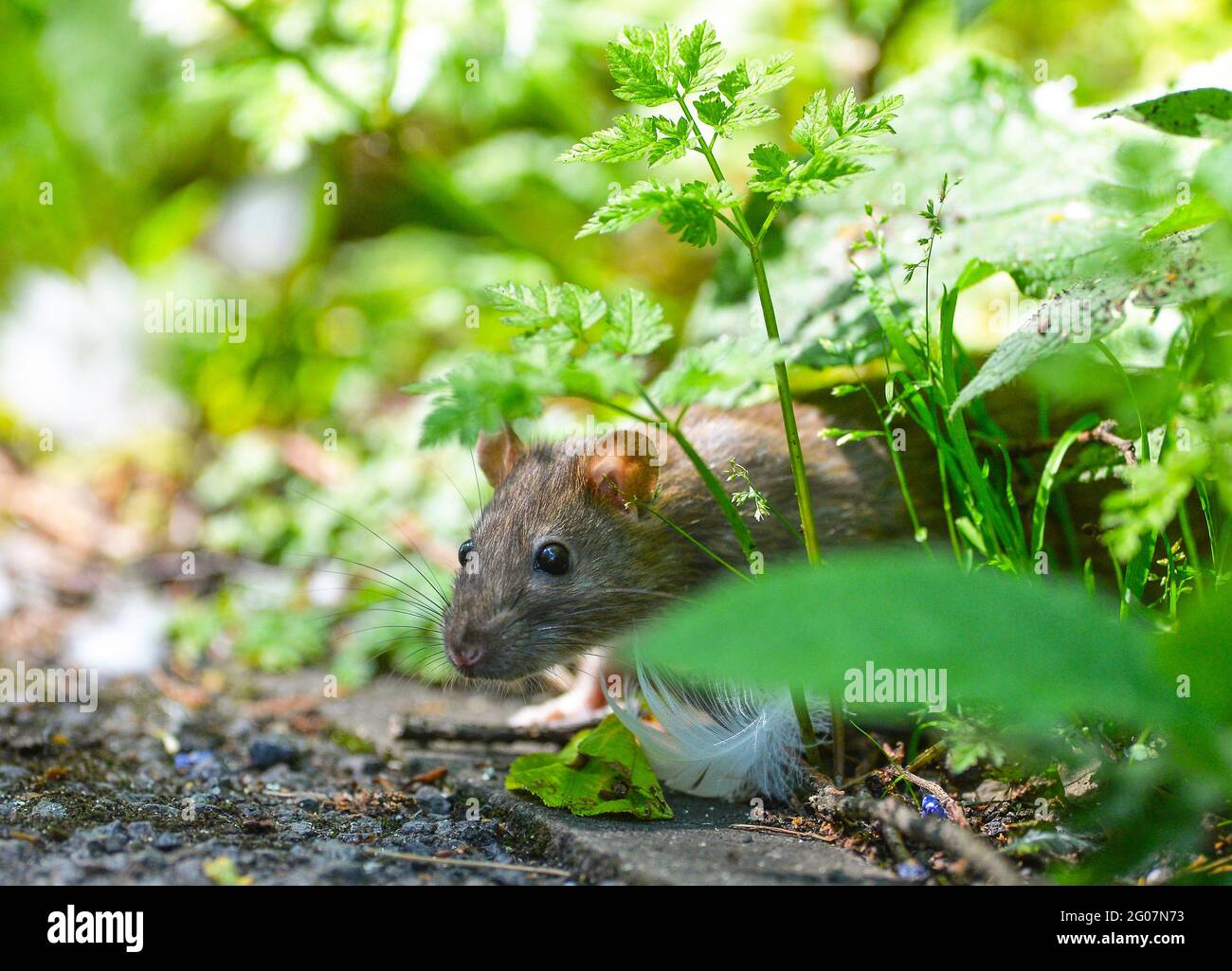 Rats city hi-res stock photography and images - Alamy