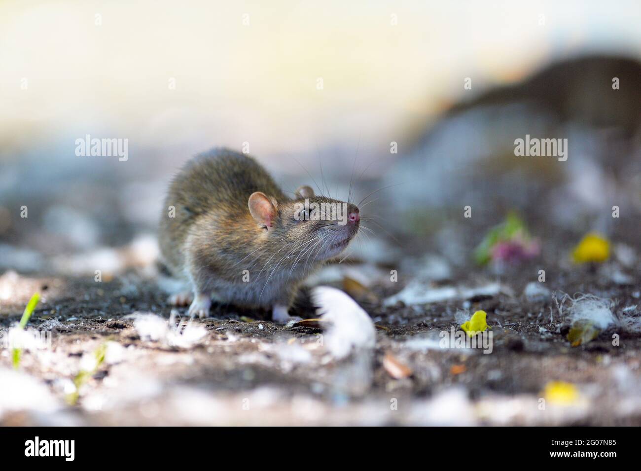 Rats city hi-res stock photography and images - Alamy