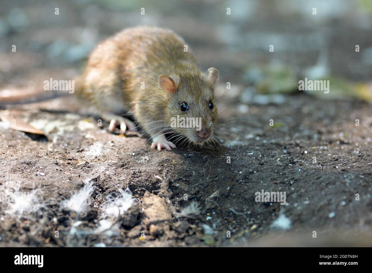 Rats uk hi-res stock photography and images - Alamy