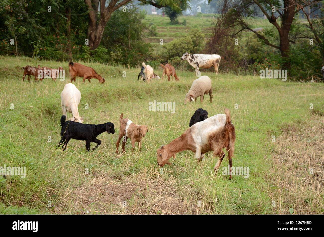 Agrculture and animals hi-res stock photography and images - Alamy