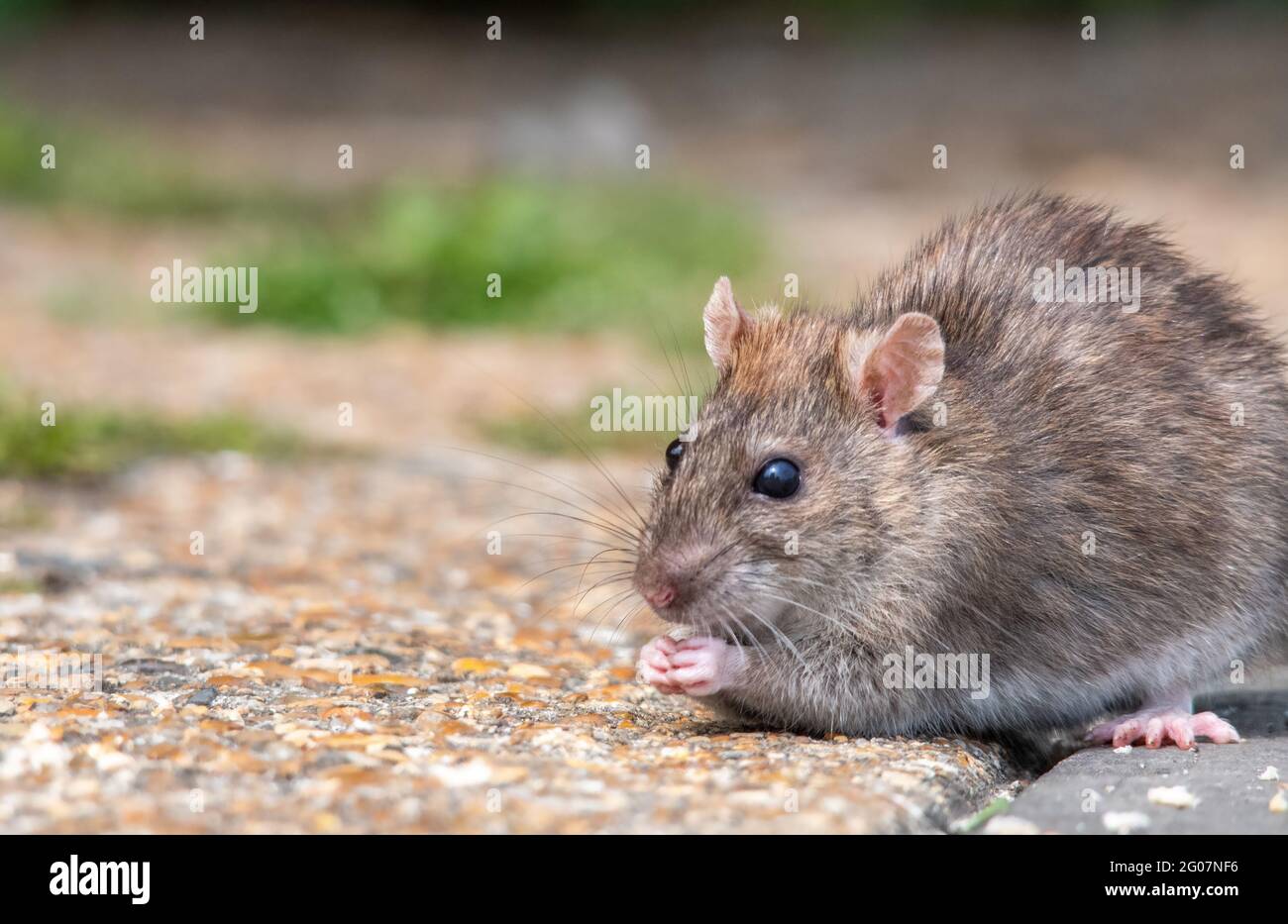 Brooklands park lake hi-res stock photography and images - Alamy