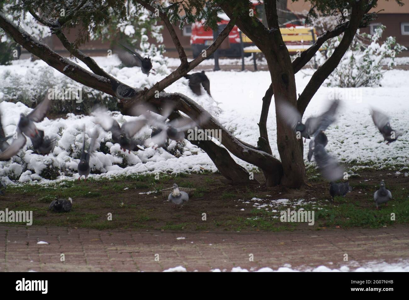 Birds captured in movement in a park Stock Photo - Alamy