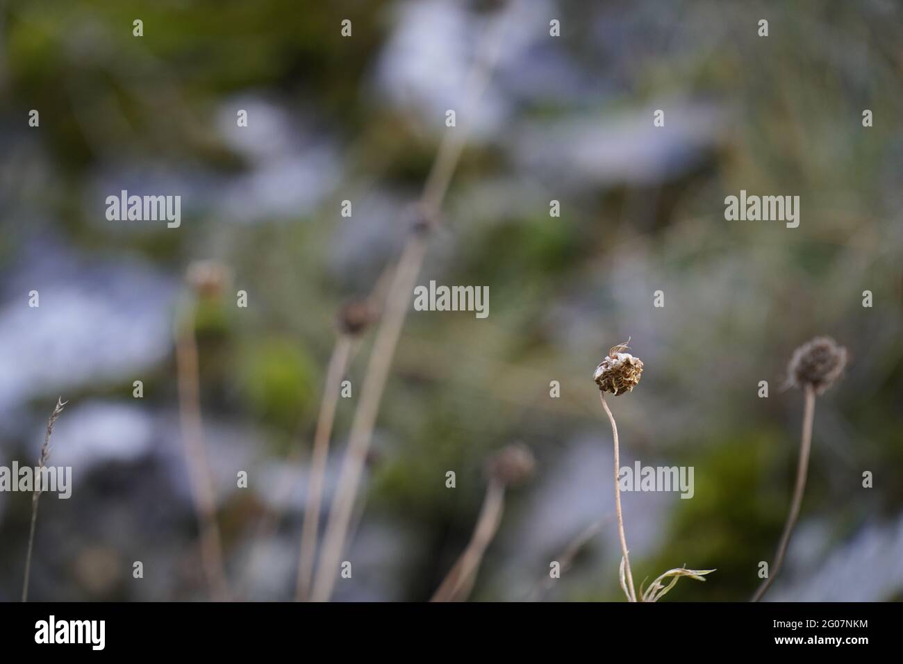 Closeup shot of a dry flower stems Stock Photo - Alamy