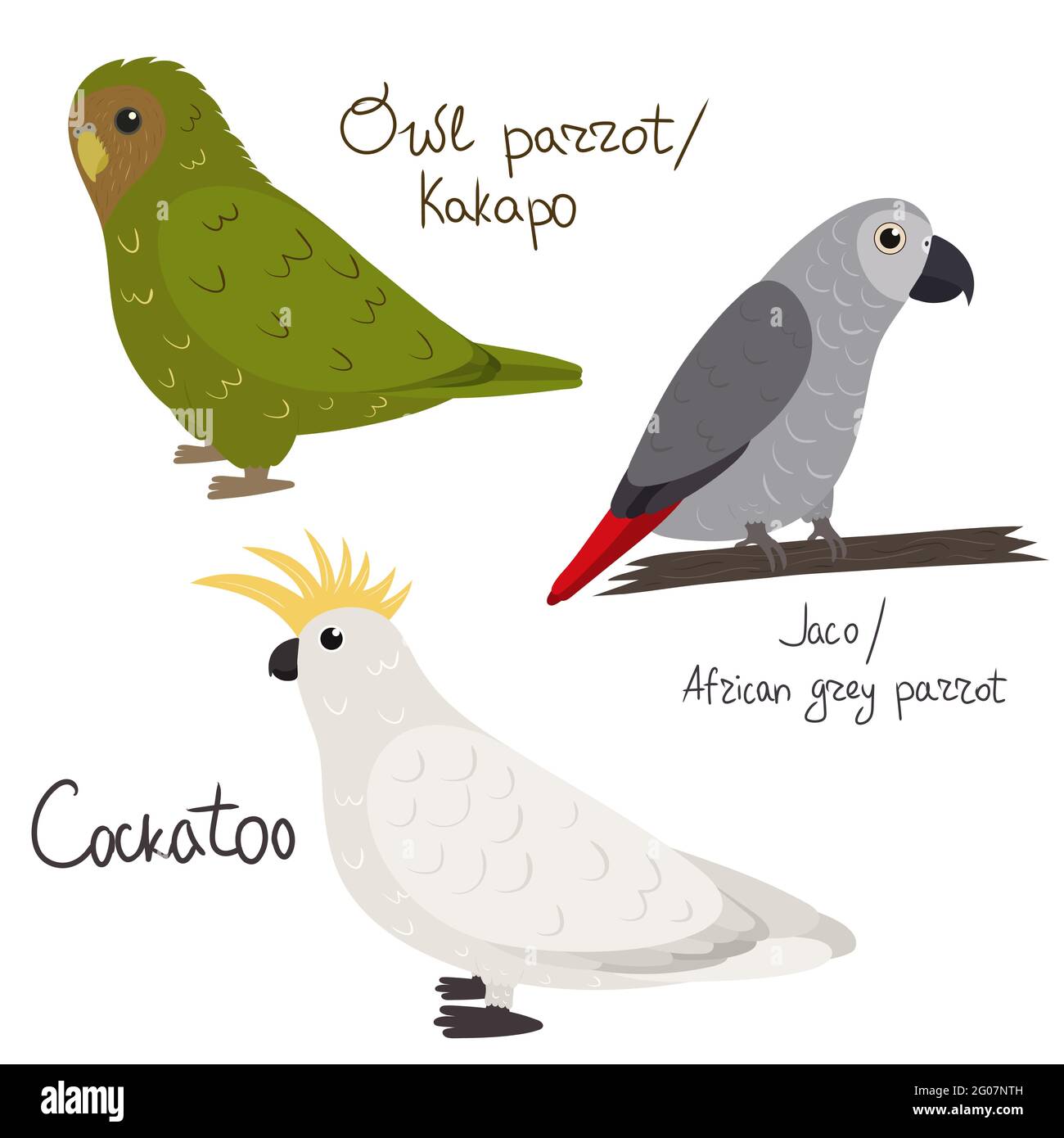 Kakapo Parrot