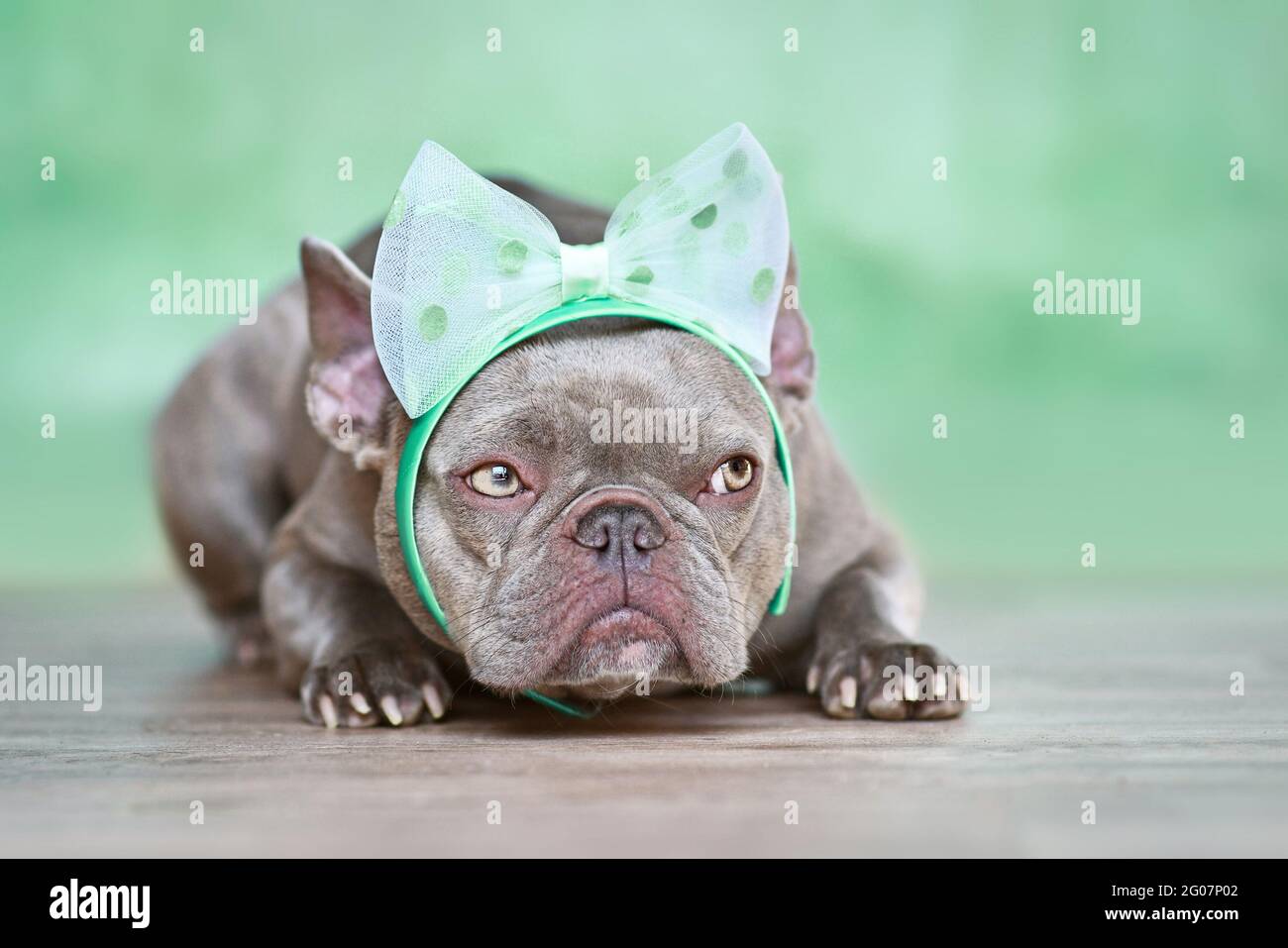 French Bulldog dog with ribbon headband lying down in front of green ...