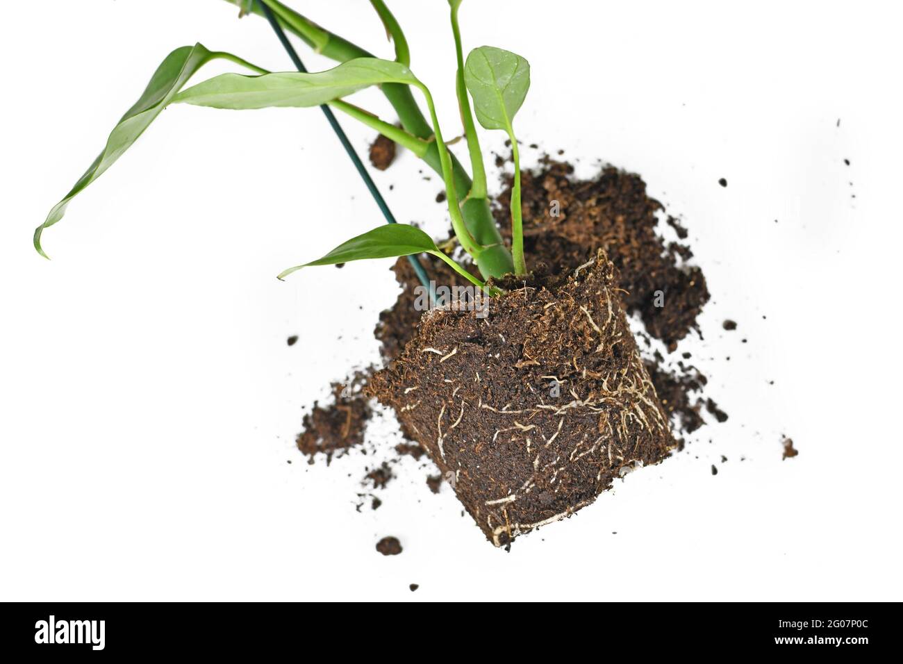 Roots in soil shaped like flower pot of exotic houseplant before ...