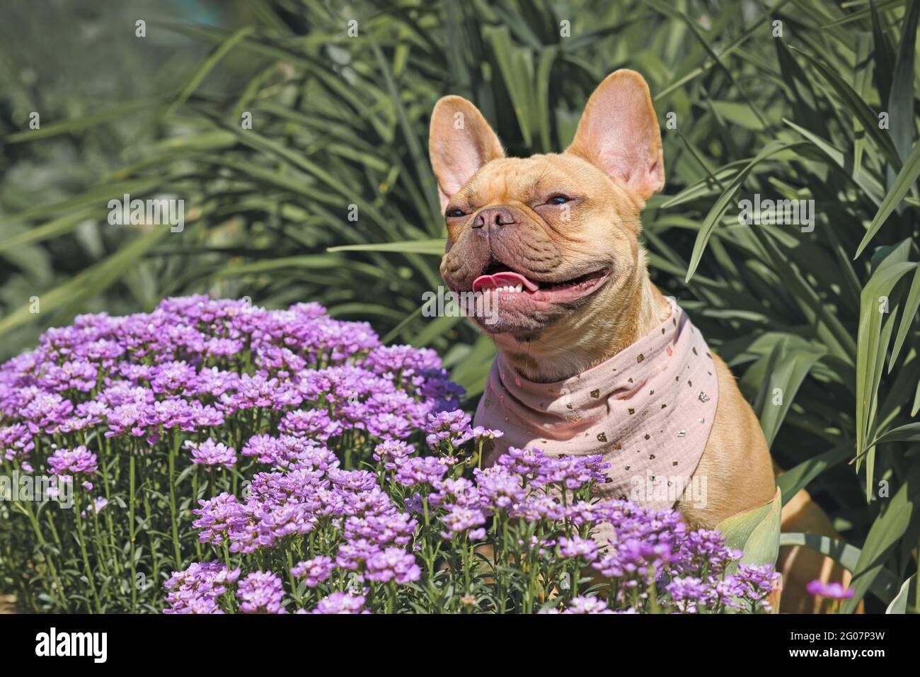 Red fawn French Bulldog dog sitting between purple spring flowers Stock ...