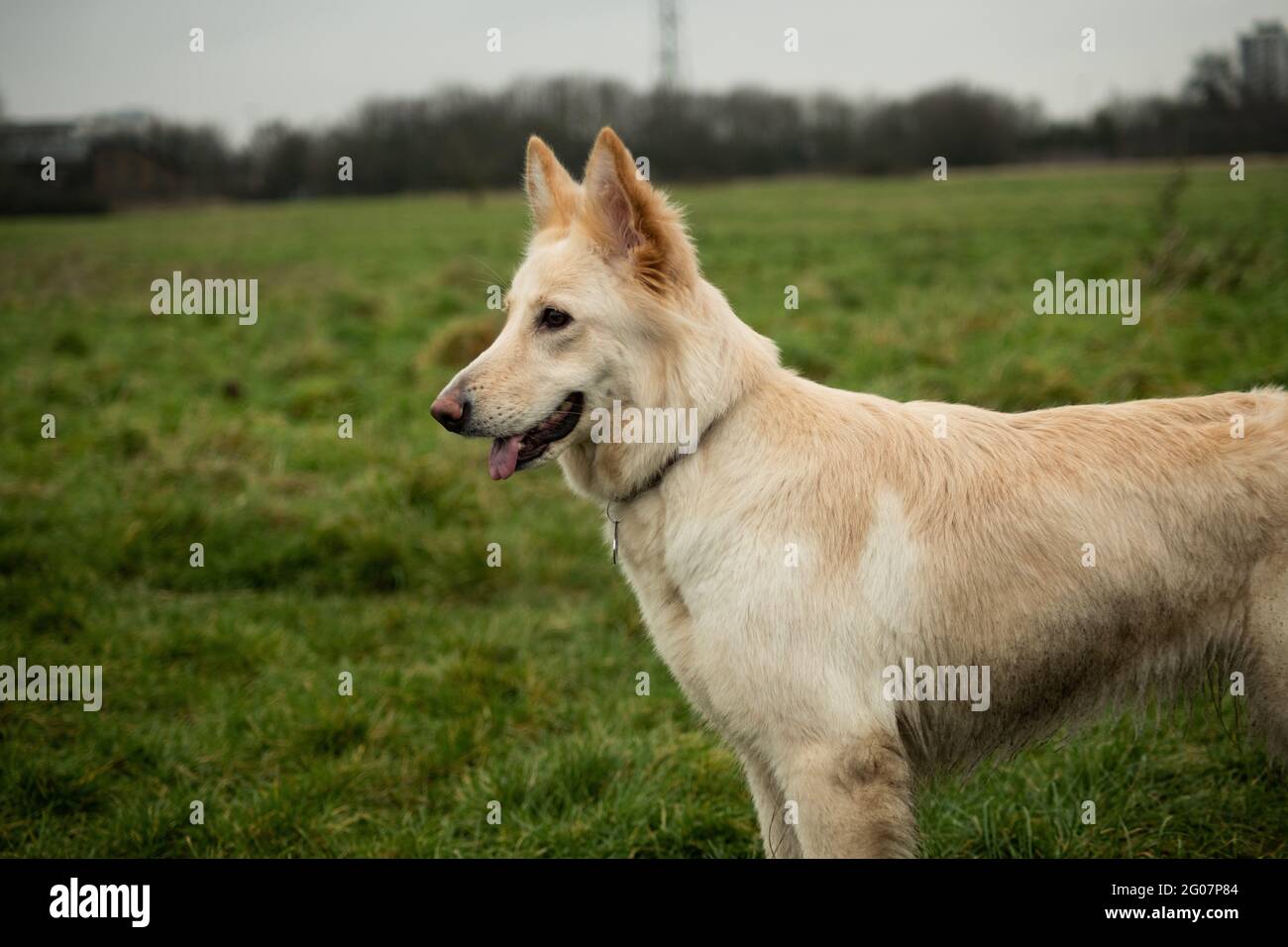 Long haired lurcher hi-res stock photography and images - Alamy