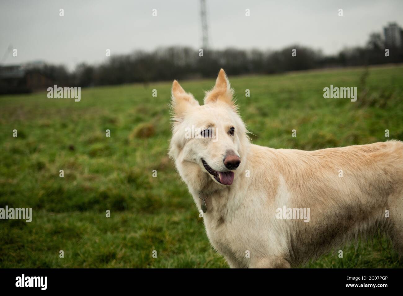 long haired hound Stock Photo - Alamy