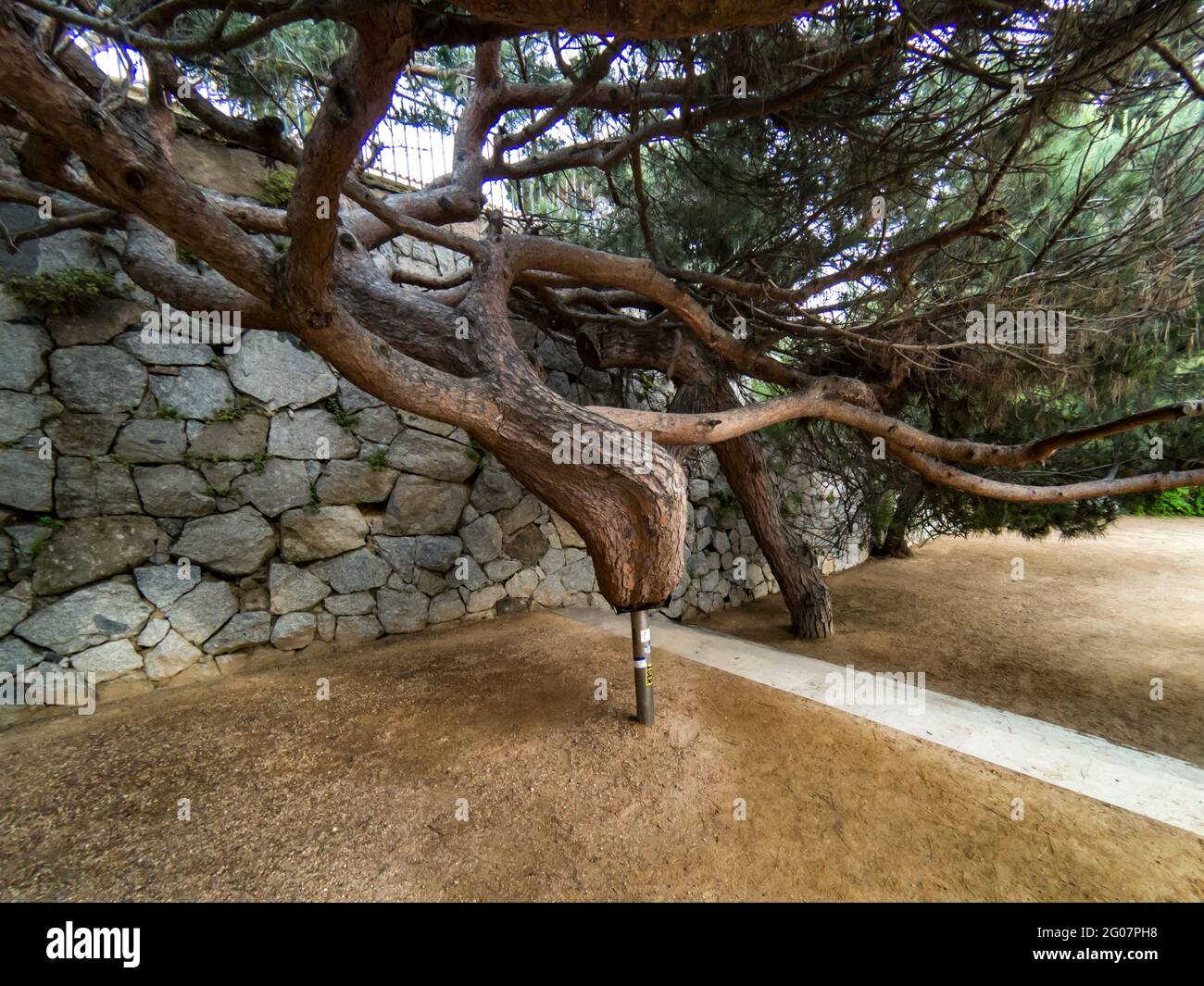 Mediterranean pine tree with support for roots on the Spanish Costa ...
