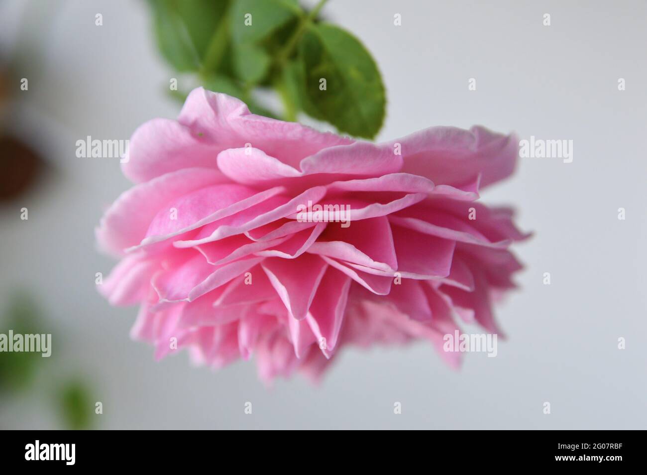 White rose layers macro hi-res stock photography and images - Alamy