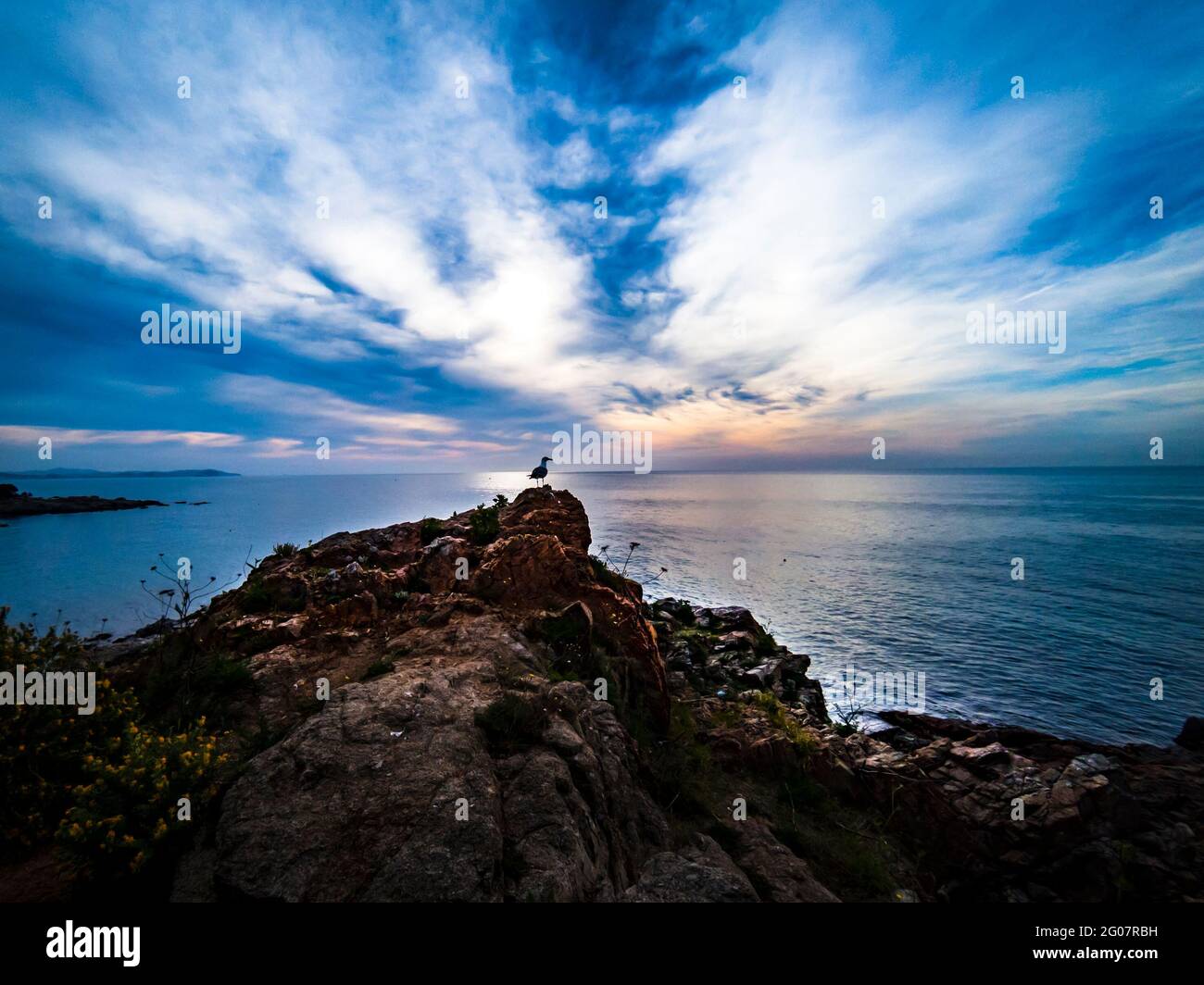 Seagull on a rock at dawn on the Spanish Costa Brava coastal path, also ...
