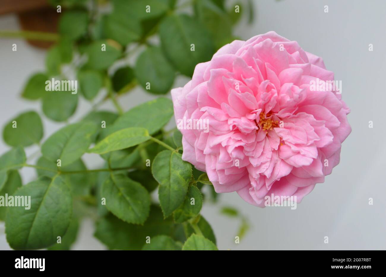 Fully bloomed red rose hi-res stock photography and images - Alamy