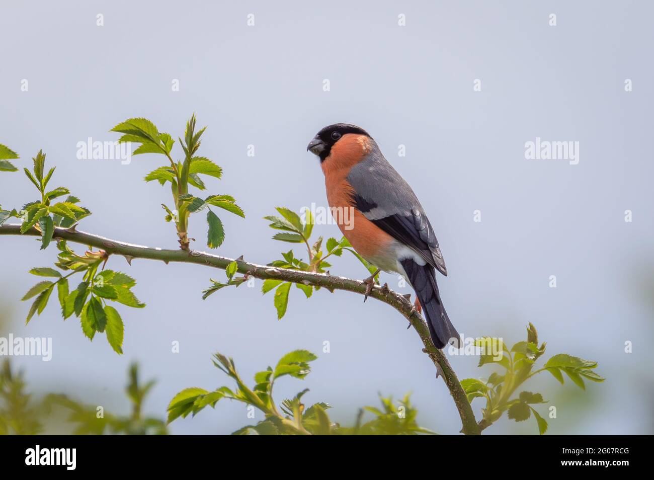 Bird bramble hi-res stock photography and images - Alamy