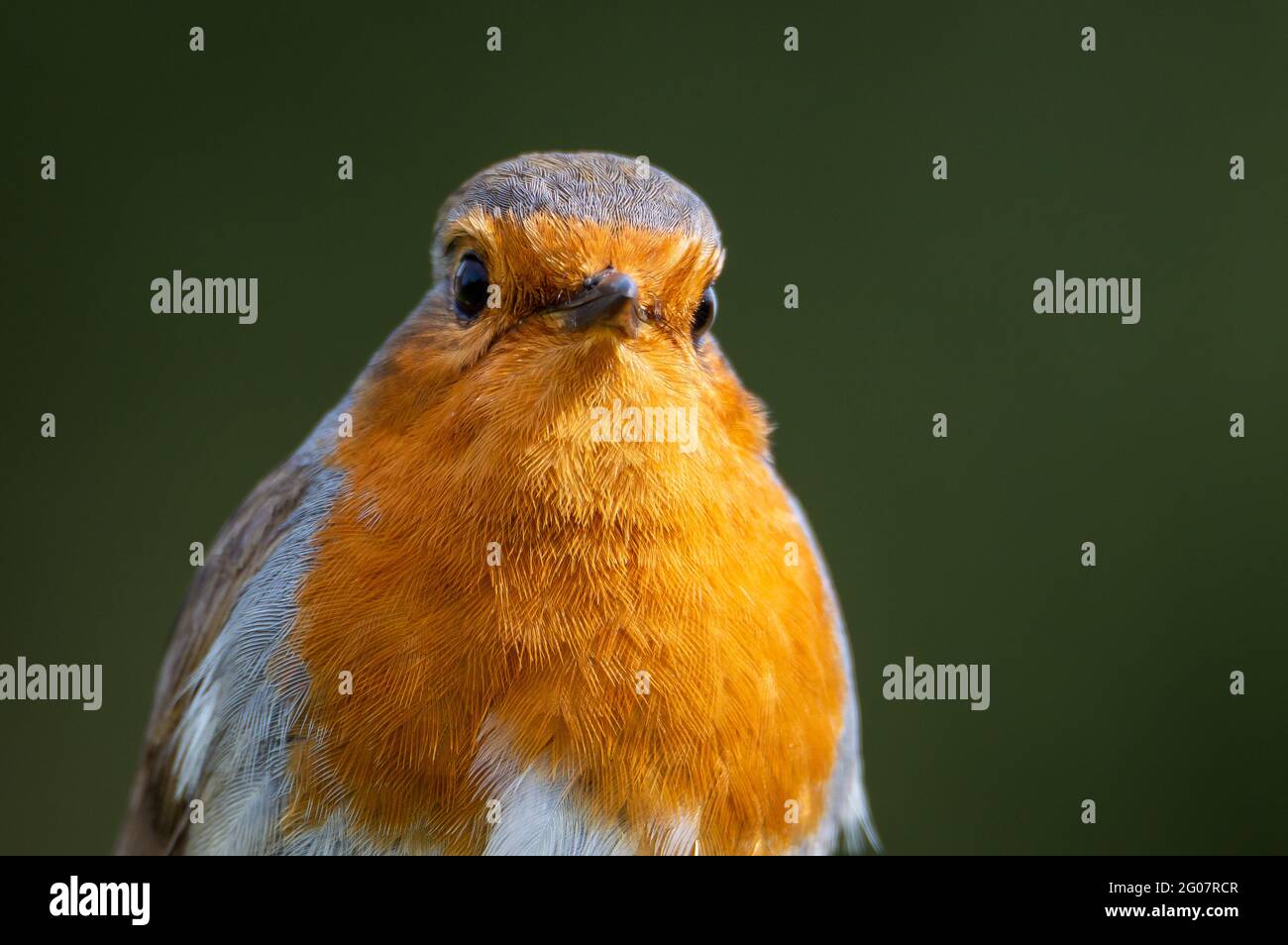 Angry robin bird hi-res stock photography and images - Alamy