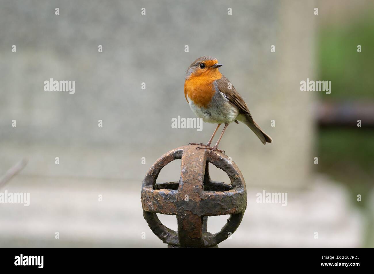Robin on gravestone hi-res stock photography and images - Alamy