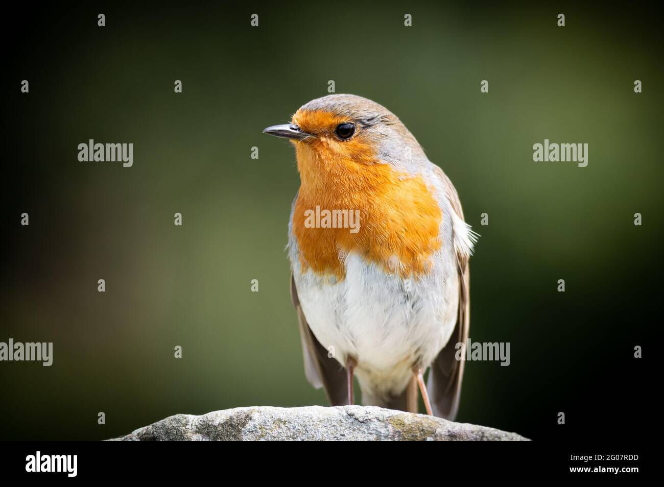Robin stone hi-res stock photography and images - Alamy