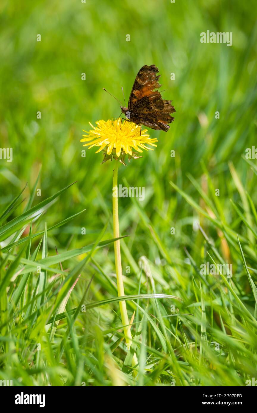 Tatty butterfly hi-res stock photography and images - Alamy