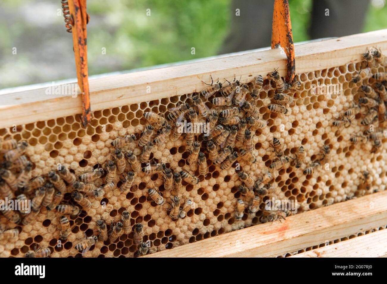 Beehive open for inspection by the beekeeper Stock Photo - Alamy