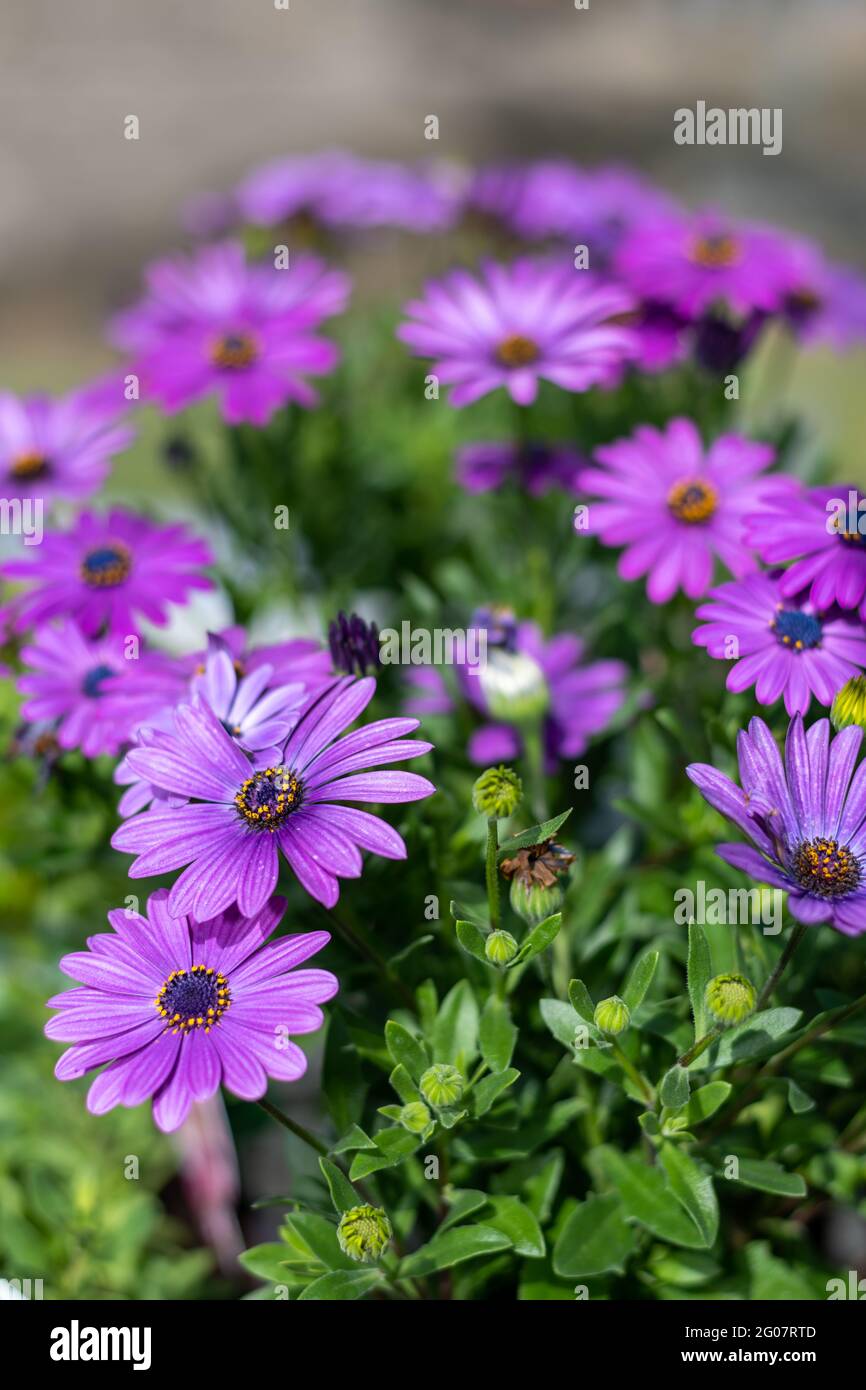 Close up of African daisy (osteospermum) flowers in bloom Stock Photo ...