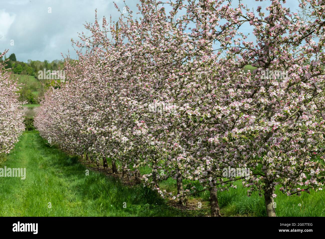 Two rows of apple trees in blossom in a modern cider orchard Stock Photo - Alamy