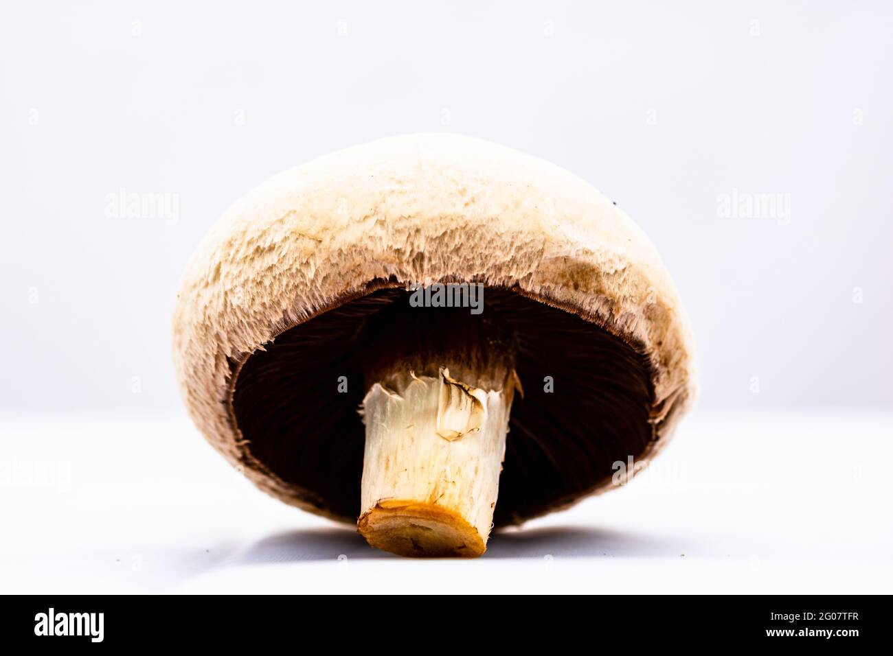 Closeup shot of a fresh champignon isolated on a white background Stock ...