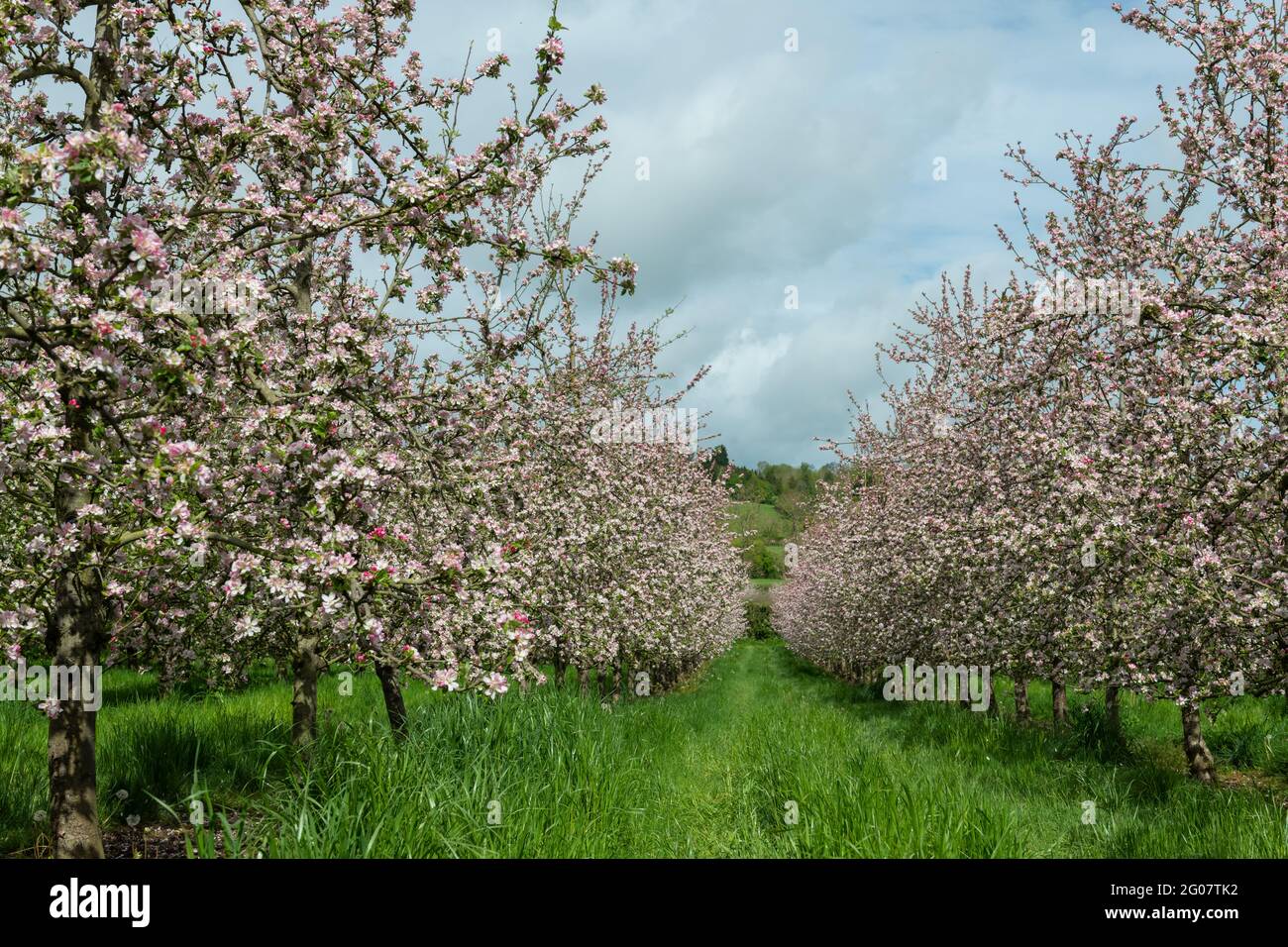 Two rows of apple trees in blossom in a modern cider orchard Stock ...