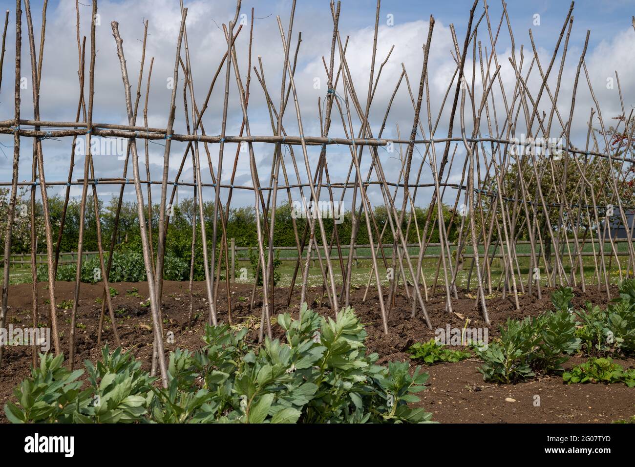 Home made supporting frame ready to support runner beans Stock Photo ...