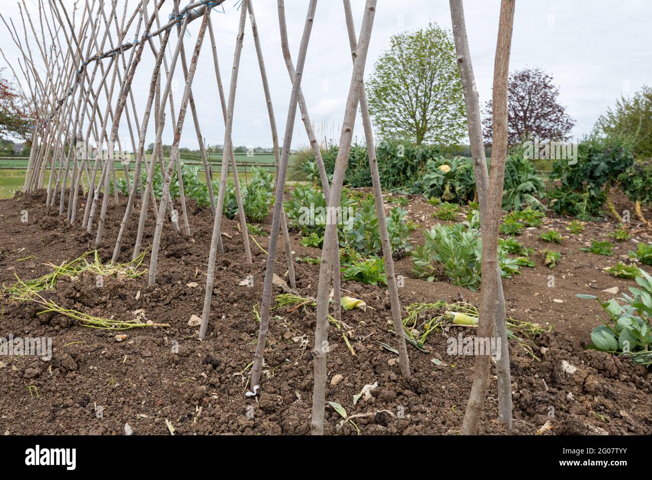 Home made supporting frame ready to support runner beans Stock Photo ...